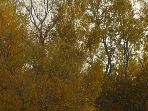 forest side view texture 0004 - Texturelib